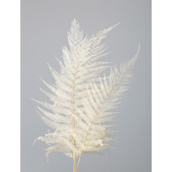 【商品番号：034-08173】/【VAR：】20200118new/bk-2026/shd-001/bk-3009/bk-4007ドライ葉物 葉物【クレイ】