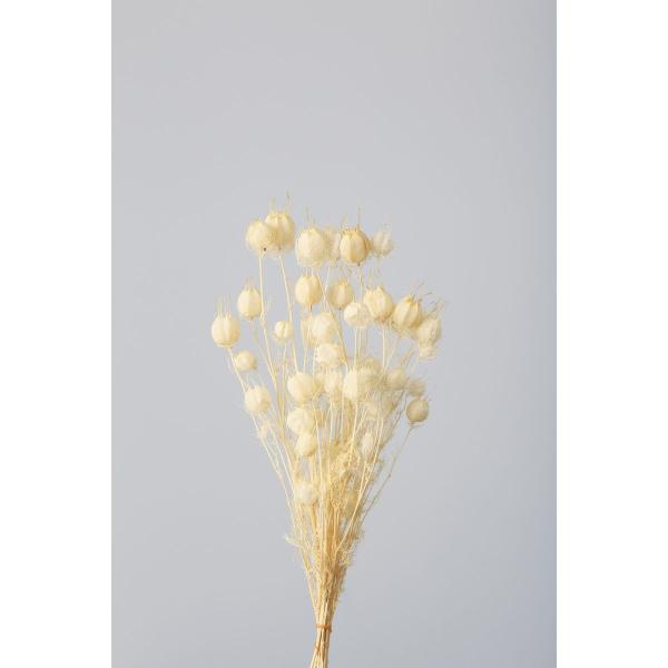 【商品番号：034-08179】【VAR：1626】20200118new/bk-2044/ニゲラ ドライフラワー花材 ニゲラ