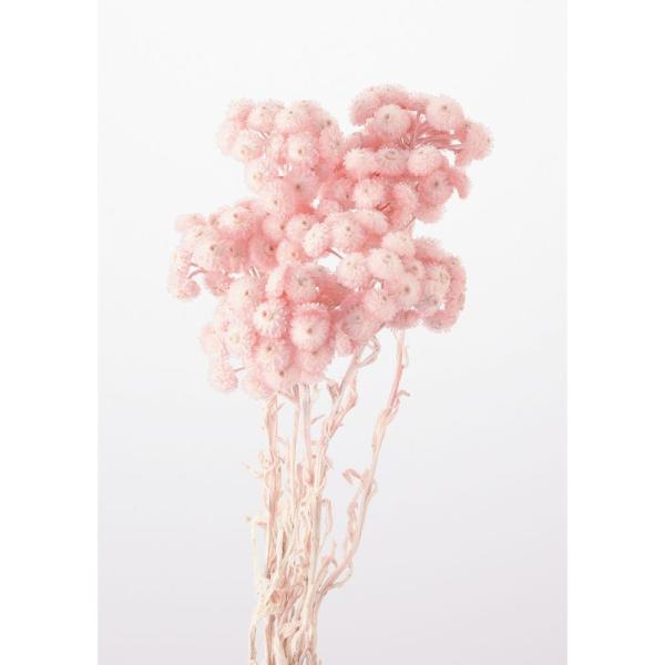 【商品番号：034-08220】/【VAR：34715】20200118new/bk-2108/bk-3016ドライフラワー花材 イモーテル