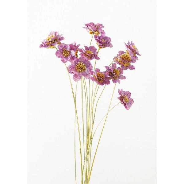 【商品番号：034-08249】/【VAR：59633】20200118new/bk-3019ソラフラワー その他ソラフラワー【大地農園】