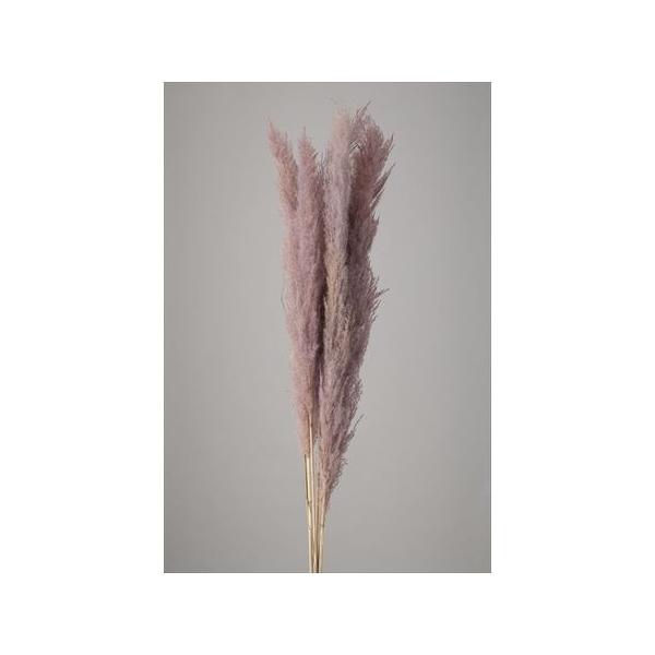 【商品番号：034-08357】/【VAR：63084】20200519new/fuwa2020/tepu-1/bk-3013/fuw-01/bk-4010ドライ穂物 パンパスグラス系【大地農園】