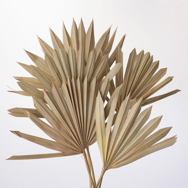 【商品番号：034-08426】/【VAR：63104】20200605new/bk-2026ドライ葉物 リーフ【大地農園】