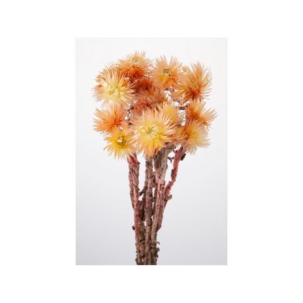 【商品番号：034-08550】/【VAR：1701】20201117new/2021春夏new/bk-3016ドライフラワー花材 シルバーデージー【アスカ】