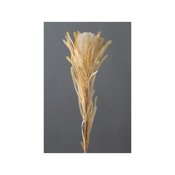 【商品番号：034-08553】/【VAR：65555】20201117new/2021春夏new/bk-3011ドライワイルドフラワー その他ワイルドフラワー【大地農園】