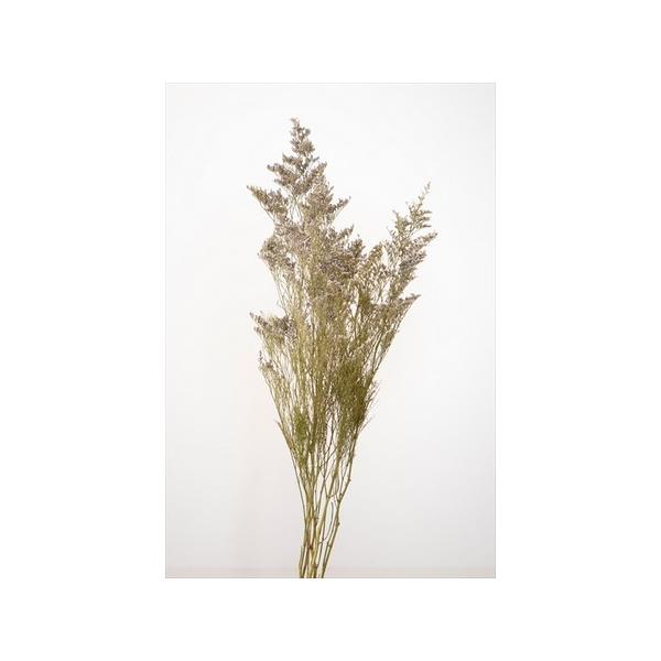 【商品番号：034-08556】/【VAR：77145】20201117new/2021春夏newドライフラワー花材 その他ドライフラワー