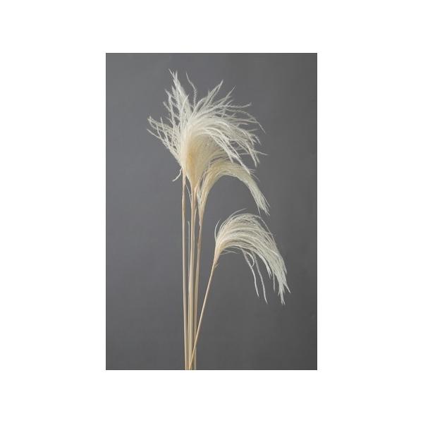 【商品番号：034-08558】/【VAR：65556】20201117new/2021春夏new/bk-3013/fuw-01/bk-4010ドライ穂物 ススキ