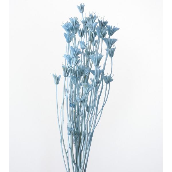 【商品番号：034-08613】/【VAR：1629】20210104new/2021春夏new/bk-3016/bk-502ドライフラワー花材 ニゲラ【大地農園】