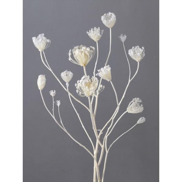 【商品番号：034-08629】/【VAR：67696】20210104new/2021春夏new/bk-3011ドライワイルドフラワー その他ワイルドフラワー【大地農園】