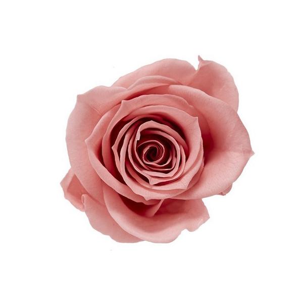 【商品番号：034-08675】/【VAR：4527】20210703new/16v-003/P17haha-004/bk-3002/bk-4002プリザーブドフラワー花材 バラ（ローズ）【大地農園】