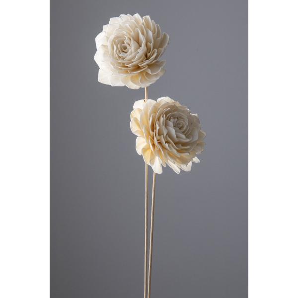 【商品番号：034-08707】/【VAR：65651】20210703new/bk-3019ソラフラワー ソラダリア【大地農園】