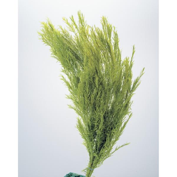 【商品番号：034-08751】/【VAR：63095】20220107new/bk-3010/bk-4008プリザーブドグリーン 葉物【大地農園】