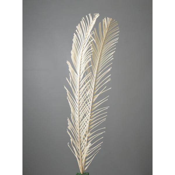 【商品番号：034-08757】/【VAR：】20220107new/bk-3009ドライ葉物 葉物【大地農園】