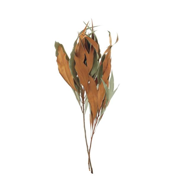 【商品番号：034-08766】/【VAR：】20220107new/bk-3011/bk-4007ドライ葉物 葉物【大地農園】