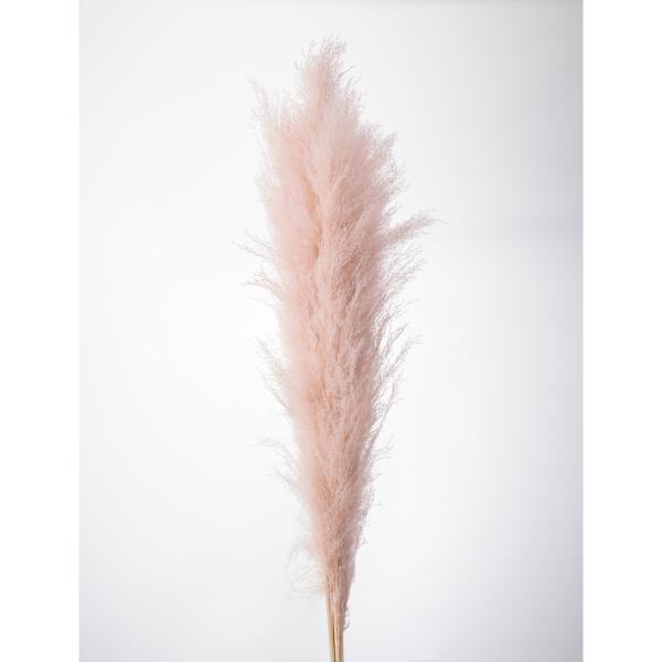 【商品番号：034-08830】/【VAR：63084】20220618new/tepu-1/fuwa2020/bk-3013/fuw-01/milkypinkドライ穂物 パンパスグラス系【大地農園】