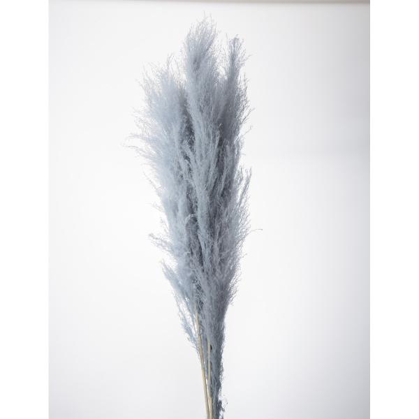 【商品番号：034-08831】/【VAR：63084】20220618new/tepu-1/fuwa2020/bk-3013/fuw-01/bk-4010ドライ穂物 パンパスグラス系【大地農園】