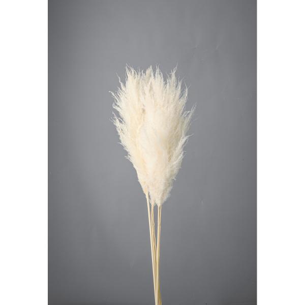【商品番号：034-08834】/【VAR：67501】20220618new/bk-3013/fuw-01ドライ穂物 パンパスグラス系【大地農園】