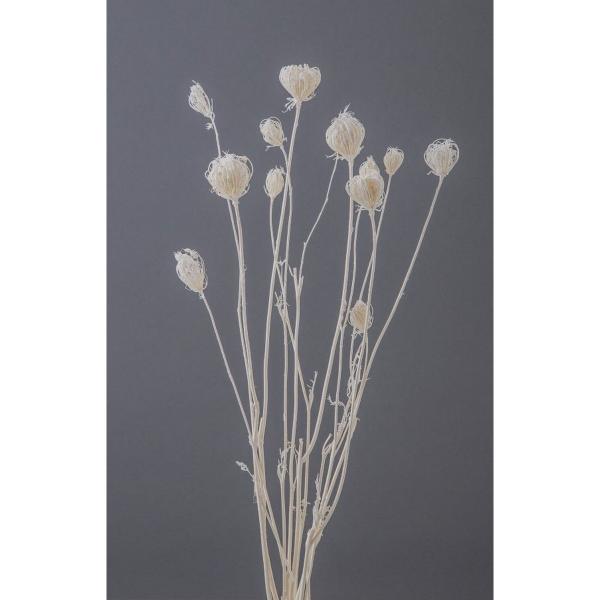 【商品番号：034-08985】/【VAR：67696】20230116newドライフラワー花材 その他ドライフラワー【大地農園】