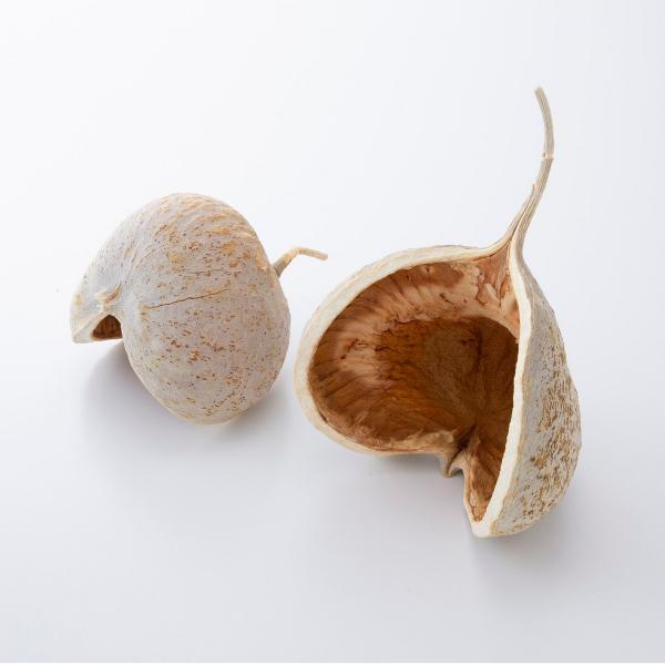 【商品番号：034-09057】/【VAR：1767】20230627newドライ実物＆フルーツ 木の実【大地農園】