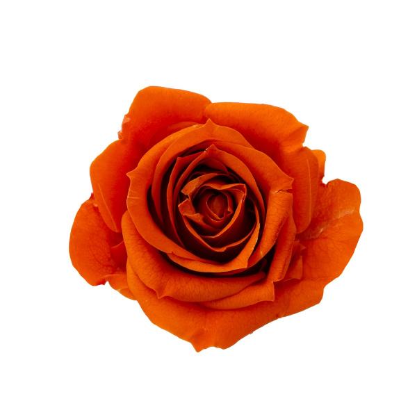 【商品番号：034-09072】/【VAR：1714】20230627new/color20230919/プリザーブドフラワー花材 バラ（ローズ）【大地農園】