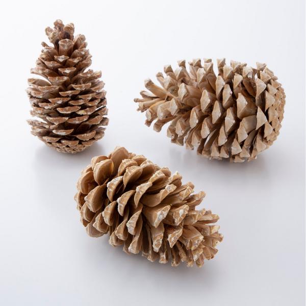 【商品番号：034-09089】/【VAR：10752】20230627newドライ実物＆フルーツ 松かさ、から松【大地農園】