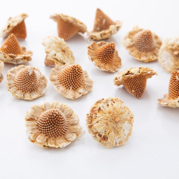 【商品番号：034-09102】/【VAR：18284】20230627newドライ実物＆フルーツ 木の実【大地農園】