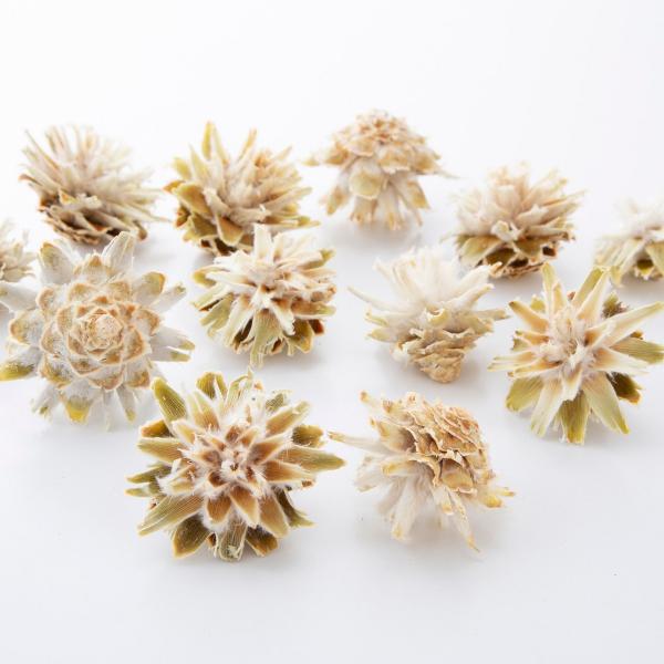 【商品番号：034-09106】/【VAR：65595】20230627newドライ実物＆フルーツ 木の実【GARDEN PALETTE MONO】