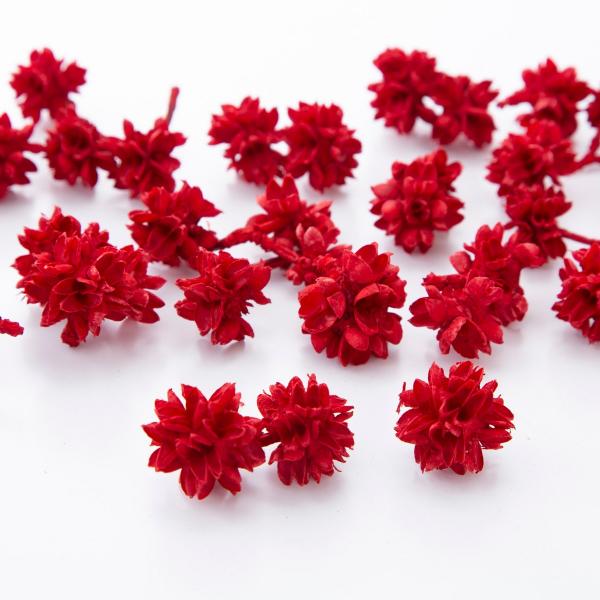 【商品番号：034-09107】/【VAR：4471】20230627newドライ実物＆フルーツ 木の実【大地農園】