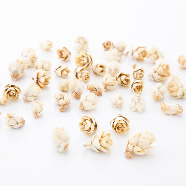 【商品番号：034-09108】/【VAR：4472】20230627newドライ実物＆フルーツ 木の実【大地農園】