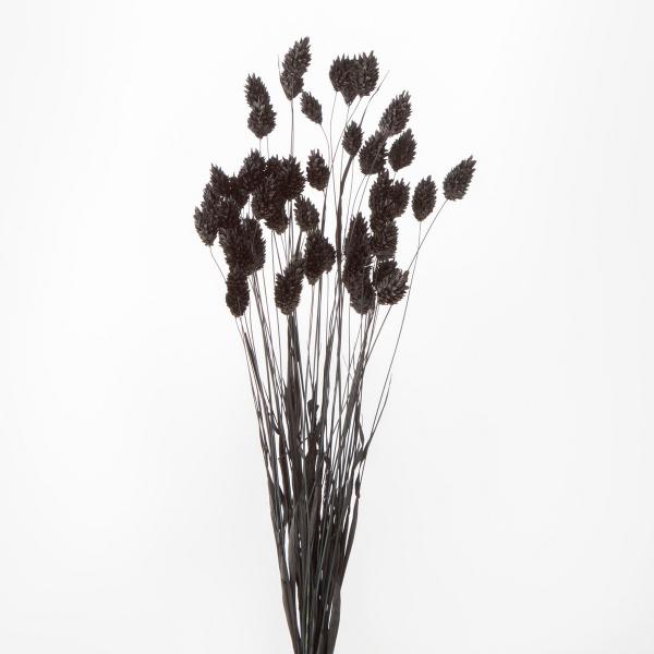 【商品番号：034-09126】/【VAR：4551】20230627newドライフラワー花材 ポアプランツ【大地農園】