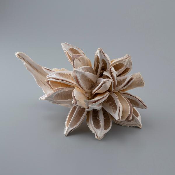 【商品番号：034-09142】/【VAR：67665】20230627new/color20230919ドライ実物＆フルーツ 木の実【大地農園】