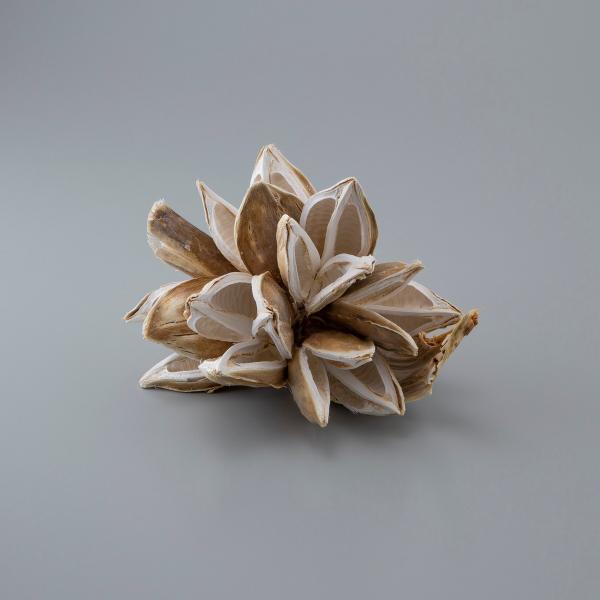 【商品番号：034-09143】/【VAR：18291】20230627newドライ実物＆フルーツ 木の実【大地農園】