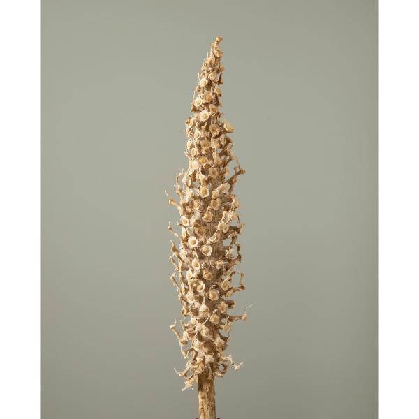 【商品番号：034-09144】/【VAR：18292】20230627new/color20230919ドライ枝物 塗り枝・サラシ・ドライ【大地農園】