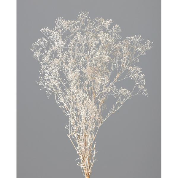 【商品番号：034-09224】/【VAR：1645】date20240123/bk-4006/bk-5006プリザーブドフラワー花材 カスミ草【大地農園】