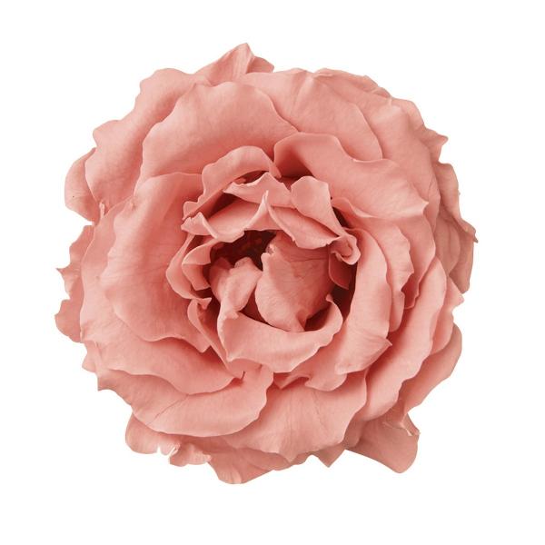 【商品番号：034-09225】/【VAR：34711】date20240123プリザーブドフラワー花材 バラ（ローズ）【大地農園】