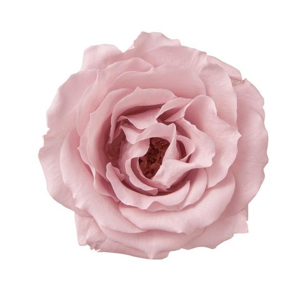 【商品番号：034-09226】/【VAR：34711】date20240123/bk-4003プリザーブドフラワー花材 バラ（ローズ）【大地農園】