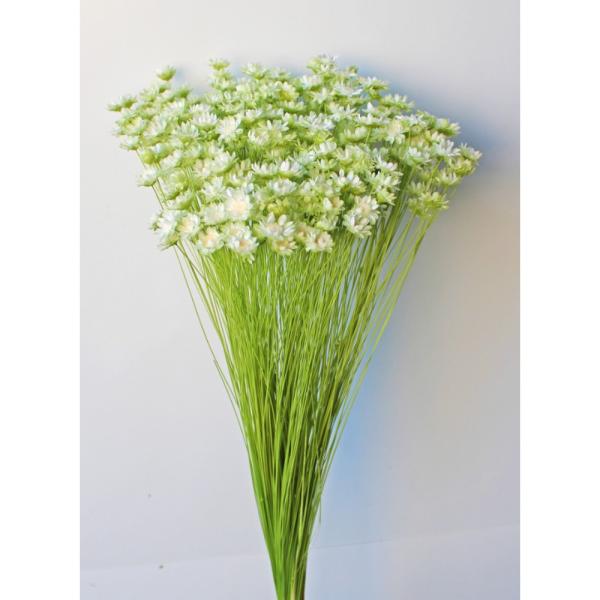 【商品番号：034-09312】/【VAR：4490】date20240311/999color10182ドライフラワー花材 スターフラワー【大地農園】