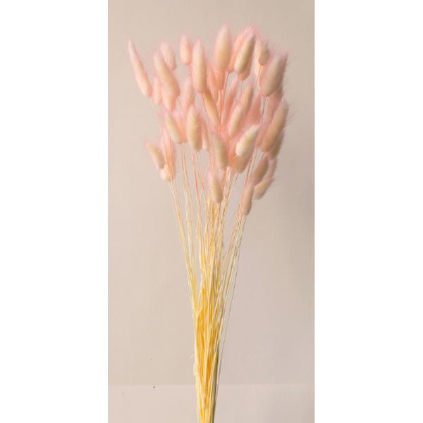 【商品番号：034-09335】/【VAR：77162】date20240311/999color10182ドライフラワー花材 ラグラス【アスカ】