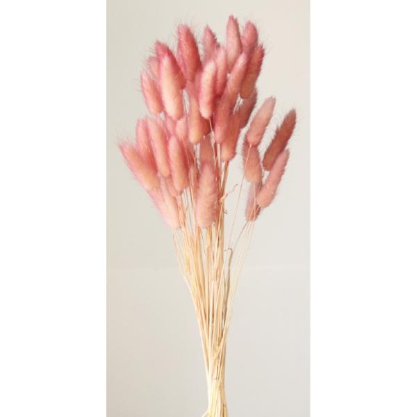 【商品番号：034-09336】/【VAR：77162】date20240311/999color10182ドライフラワー花材 ラグラス【大地農園】