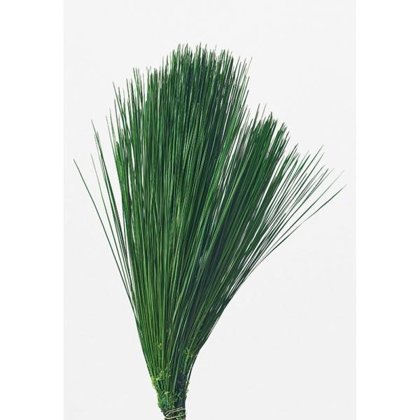 【商品番号：034-09368】/【VAR：】date20240722/999color10214プリザーブドグリーン 葉物