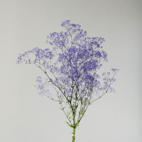 【商品番号：034-09422】/【VAR：81363】date20240723/999color10214プリザーブドフラワー花材 カスミ草【村田屋産業】