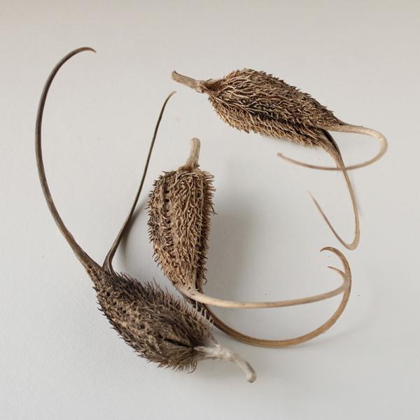 【商品番号：034-09452】/【VAR：】date20240723/999color10214ドライ実物＆フルーツ 木の実