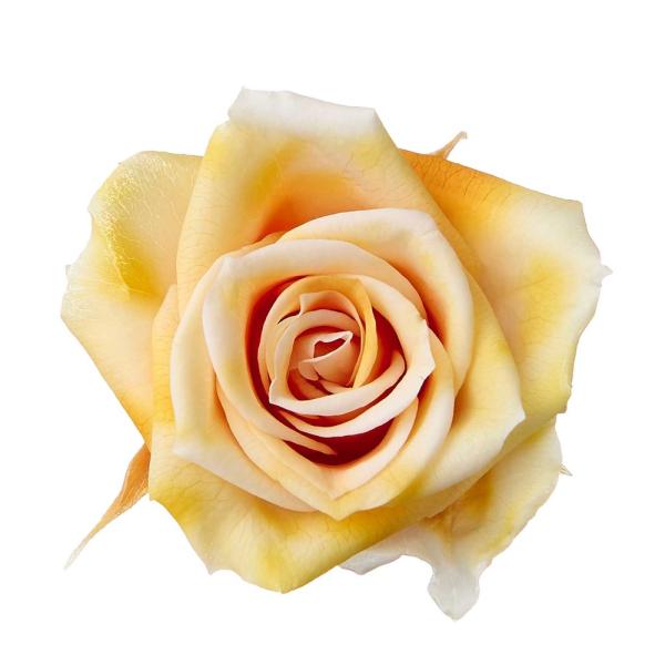 【商品番号：034-09508】/【VAR：27756】date20241216プリザーブドフラワー花材 バラ（ローズ）【大地農園】