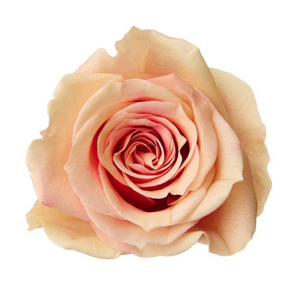 【商品番号：034-09513】/【VAR：81424】date20241216プリザーブドフラワー花材 バラ（ローズ）【大地農園】