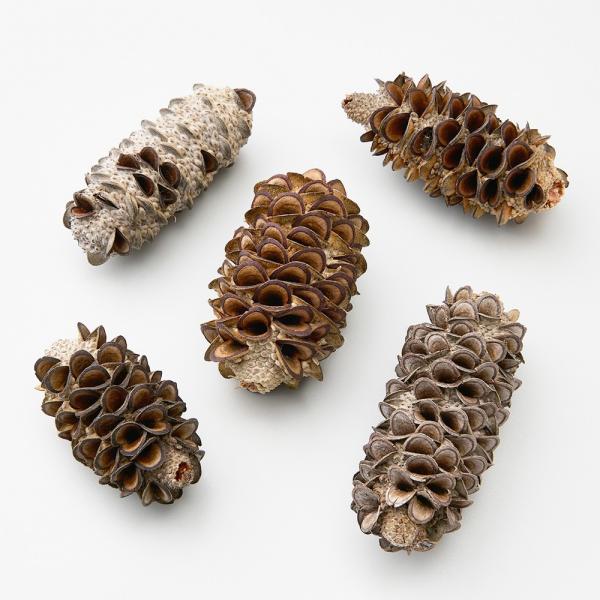 【商品番号：034-09547】/【VAR：】date20241216ドライ実物＆フルーツ 木の実