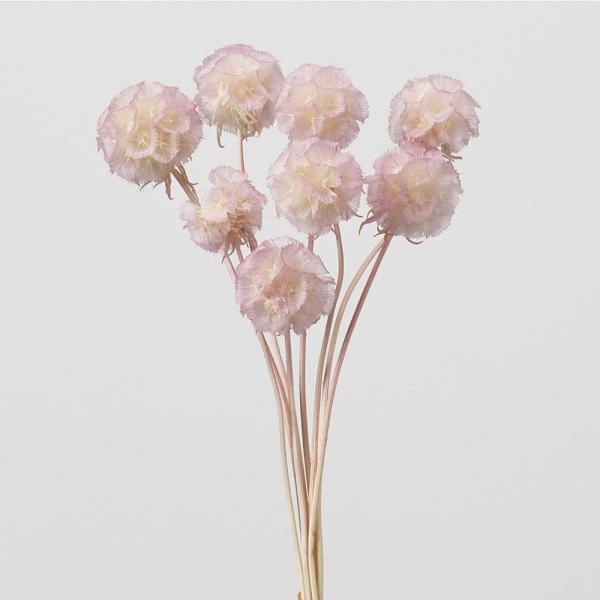 【商品番号：034-09558】/【VAR：27761】date20241216ドライフラワー花材 その他ドライフラワー【大地農園】