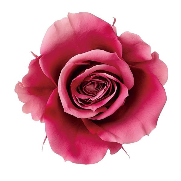 【商品番号：034-99234】/【VAR：84215】date20250722プリザーブドフラワー花材 バラ（ローズ）【大地農園】