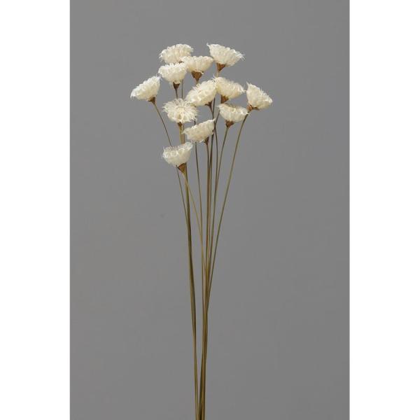 【商品番号：034-99263】/【VAR：84218】date20250722ソラフラワー その他ソラフラワー