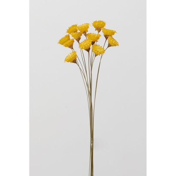 【商品番号：034-99267】/【VAR：84218】date20250722ソラフラワー その他ソラフラワー