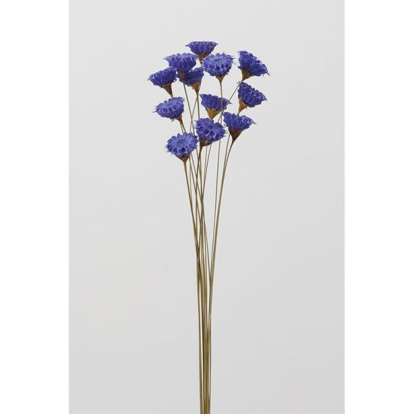 【商品番号：034-99269】/【VAR：84218】date20250722ソラフラワー その他ソラフラワー