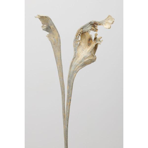 【商品番号：034-99298】/【VAR：】date20250722ドライ枝物 その他【大地農園】